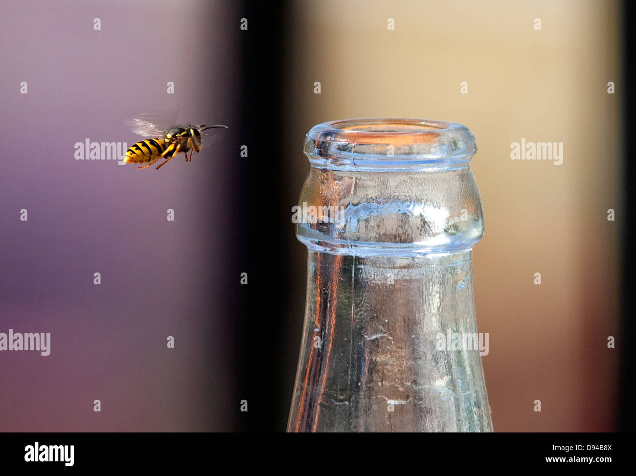Flying wasp hi-res stock photography and images - Alamy