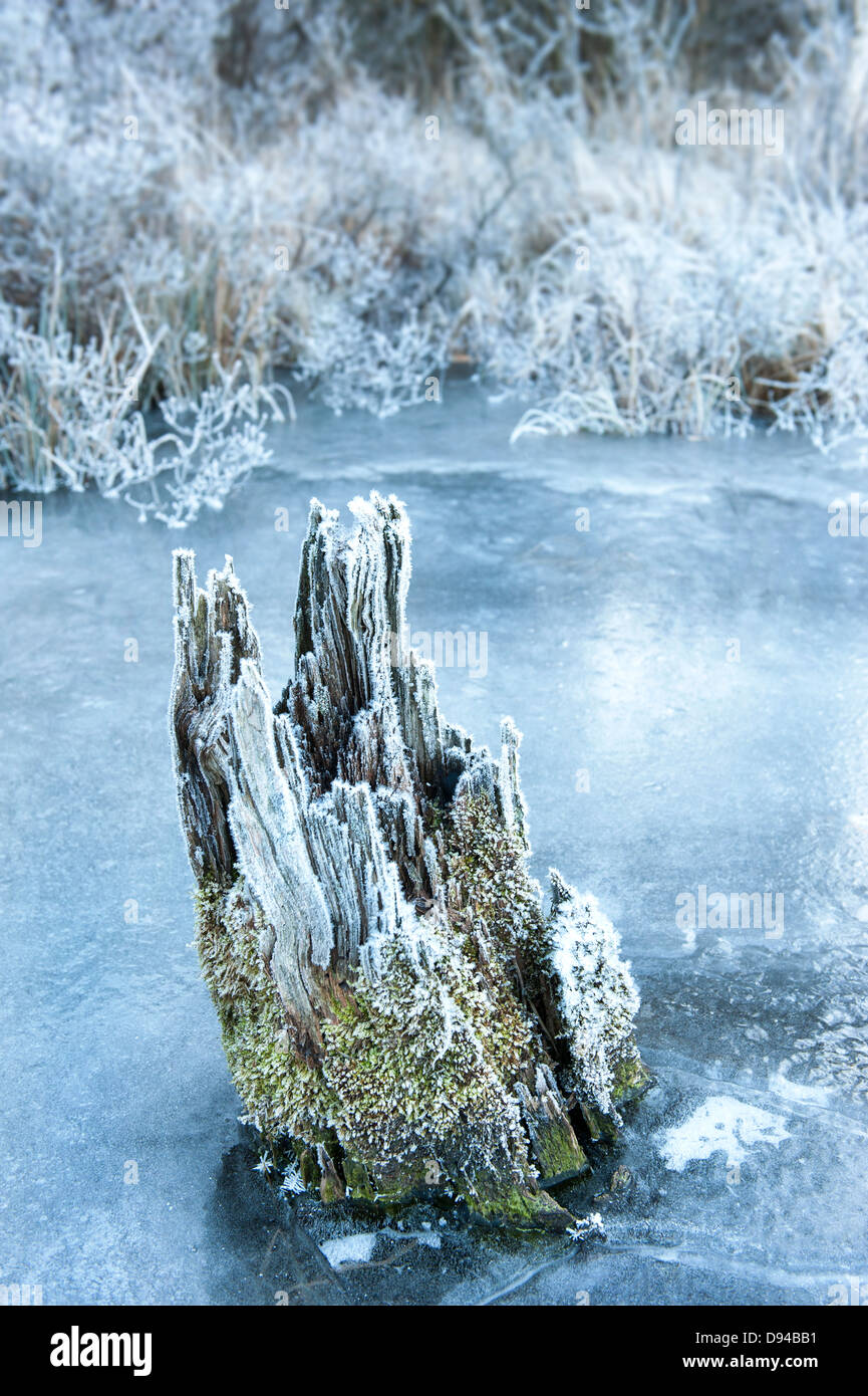 Stump in frozen lake Stock Photo - Alamy