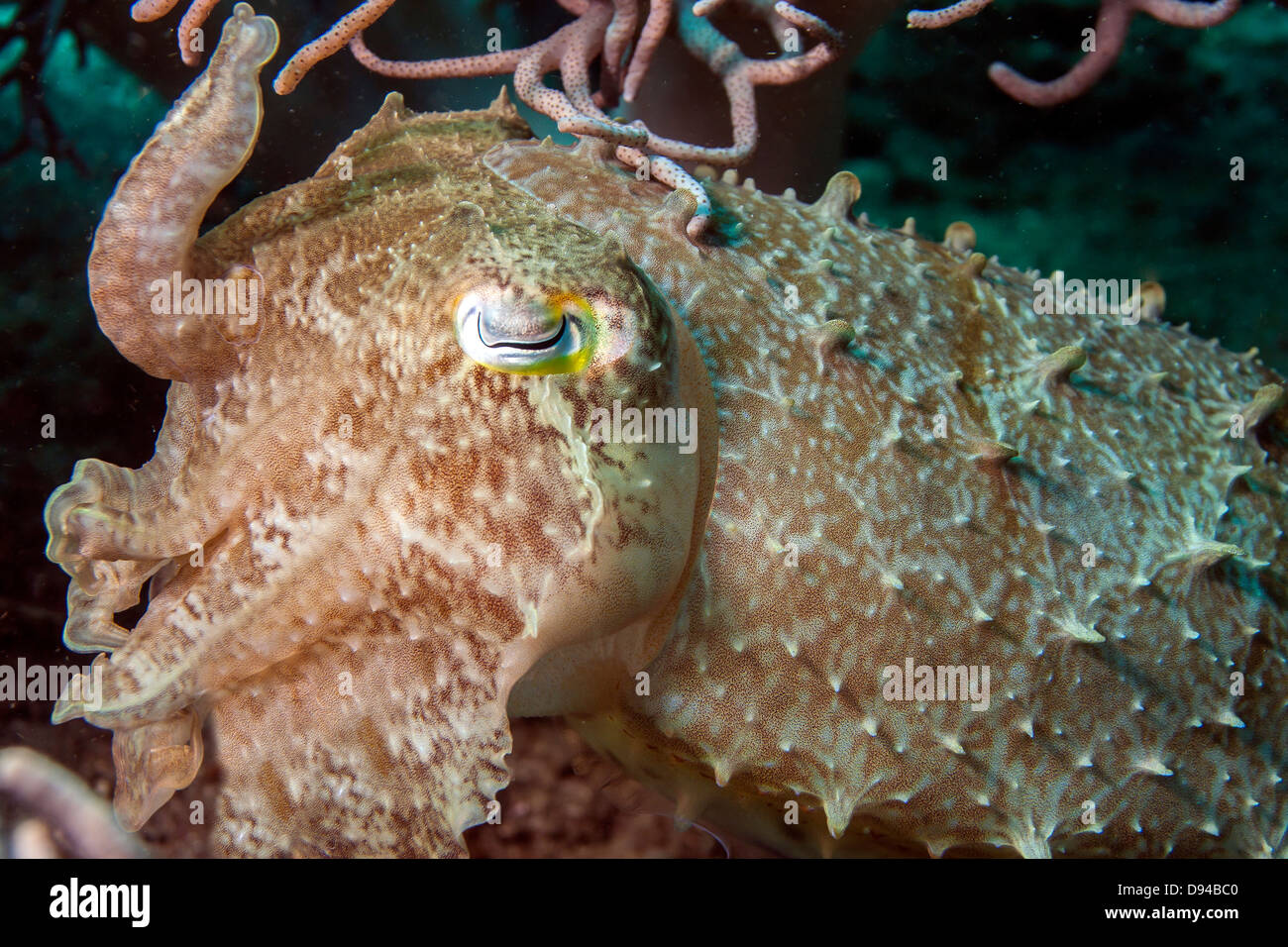 Cuttlefish are marine animals of the order Sepiida. They belong to the ...