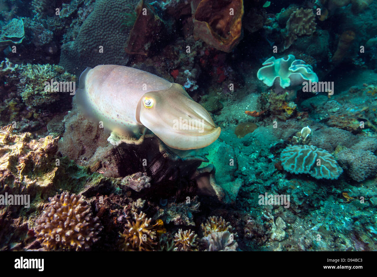 Cuttlefish are marine animals of the order Sepiida. They belong to the ...