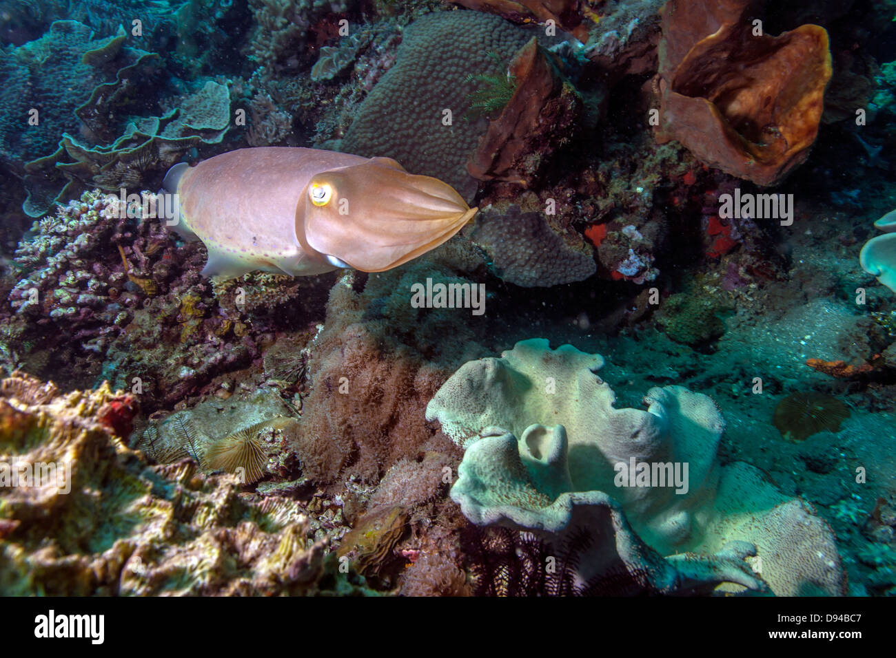 Cuttlefish are marine animals of the order Sepiida. They belong to the ...