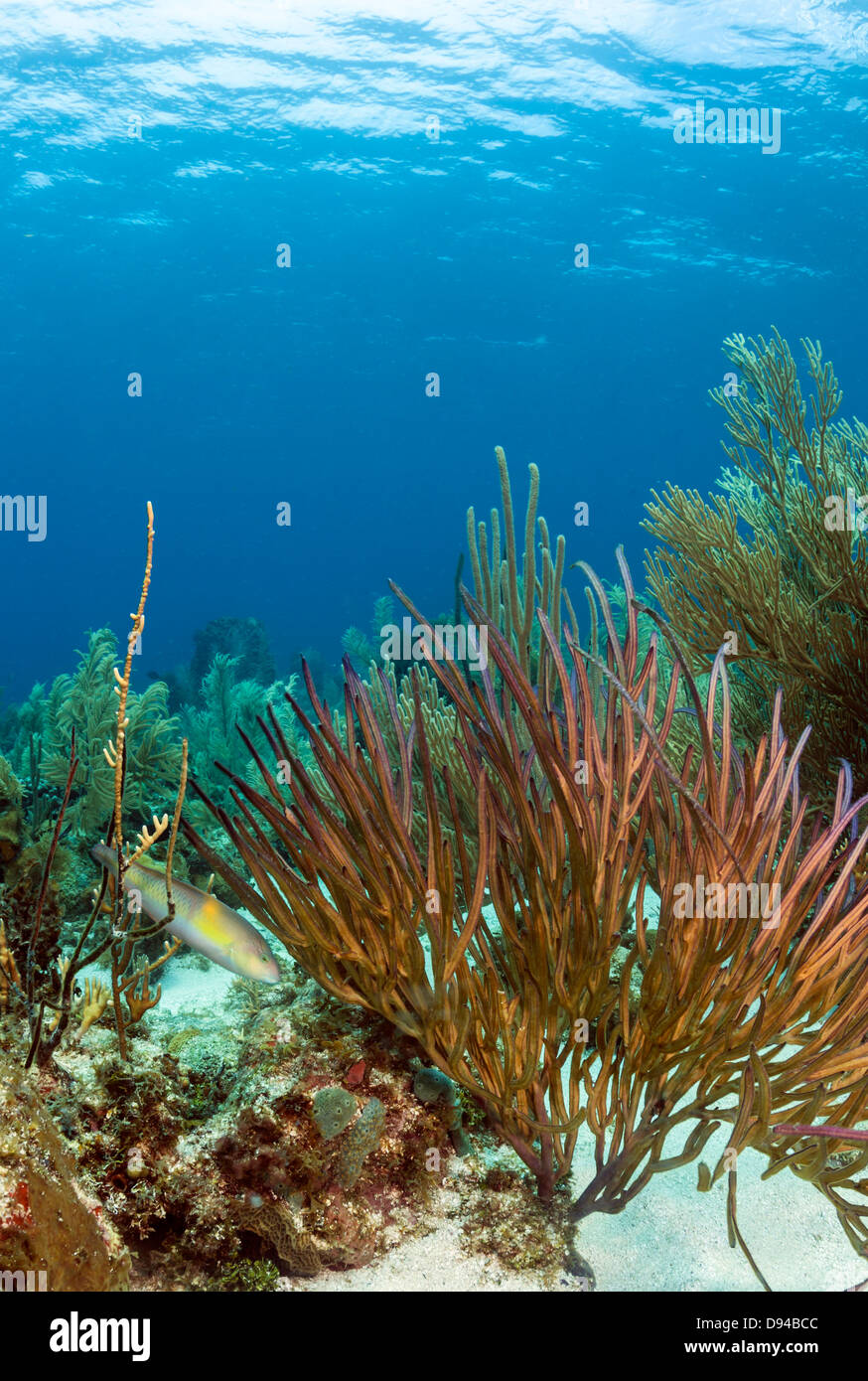 Grooved-blade sea whip Coral head off the coast of Roatan Honduras ...