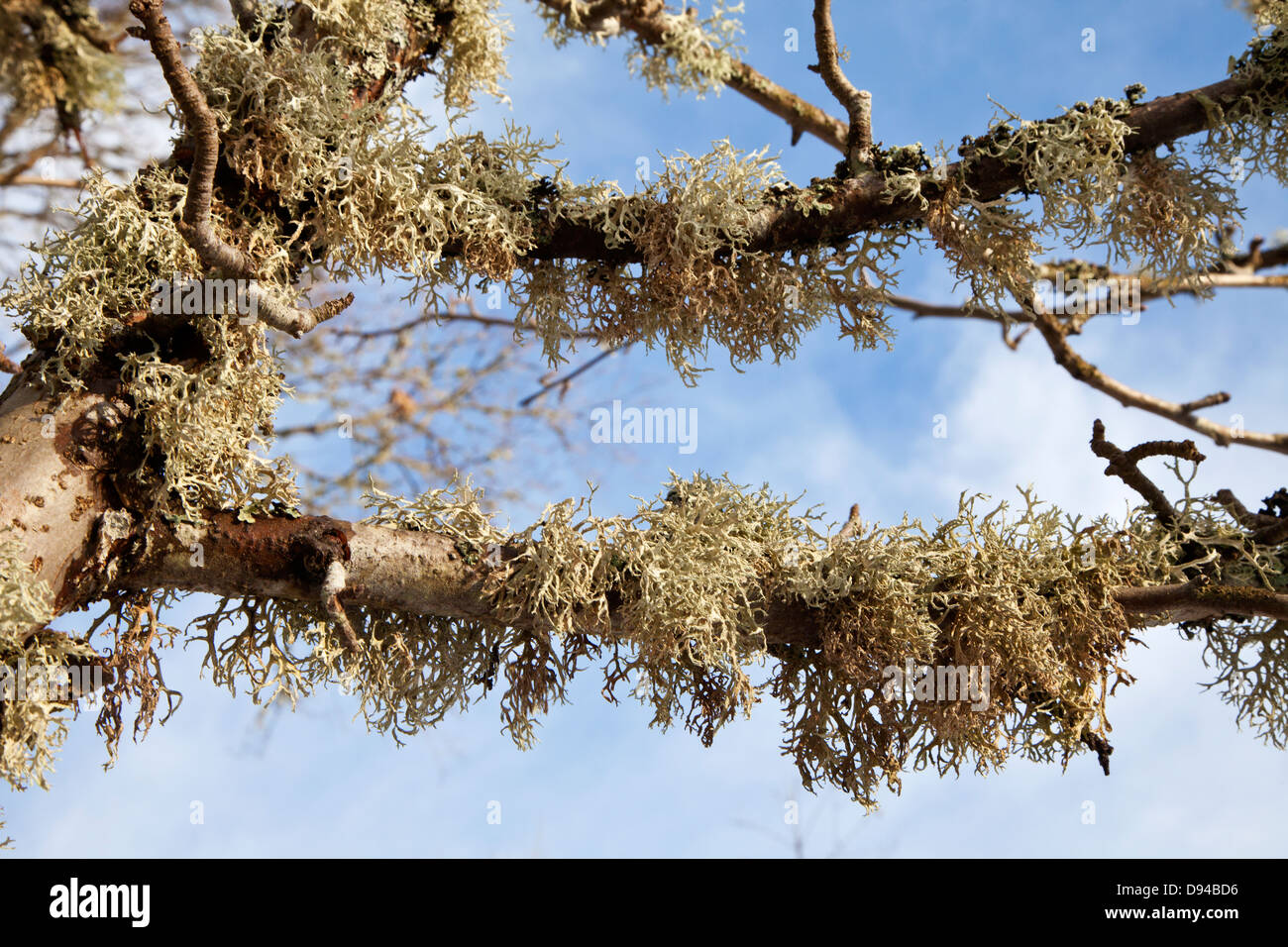 Moss on oak tree Stock Photo - Alamy
