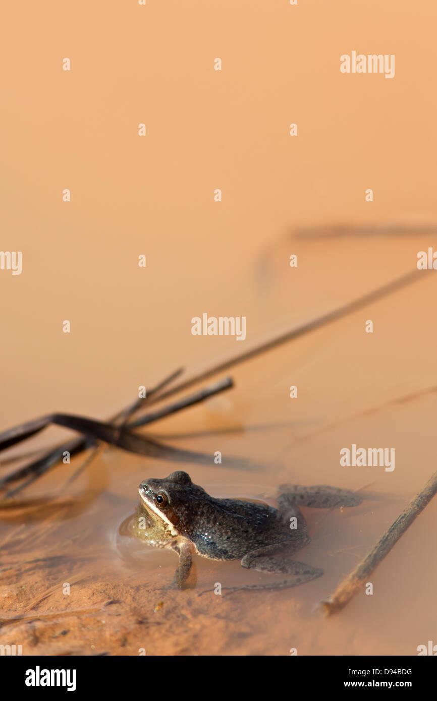 Male toads hi-res stock photography and images - Alamy