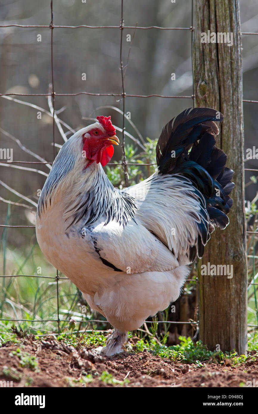 Rooster on farm Stock Photo - Alamy