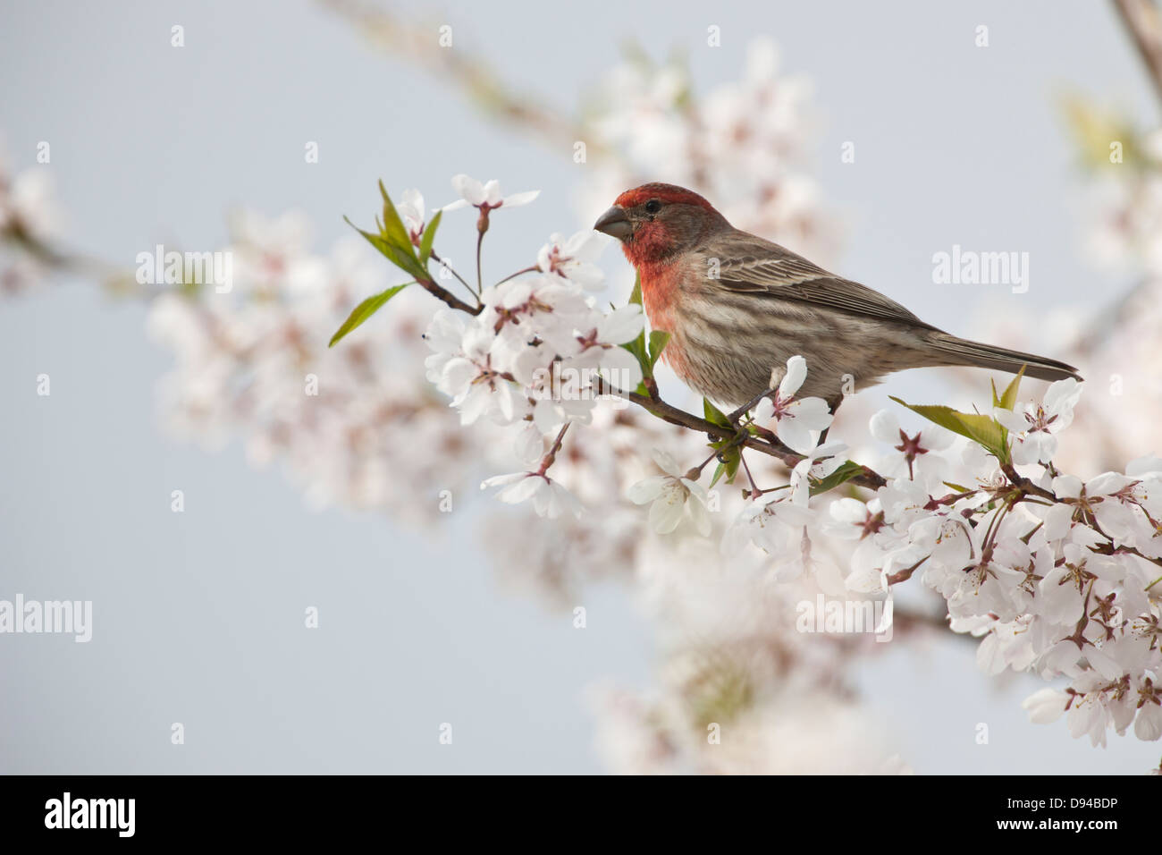 Cherry bird tree hi-res stock photography and images - Alamy