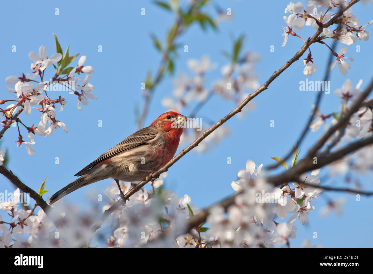 Cherry bird tree hi-res stock photography and images - Alamy