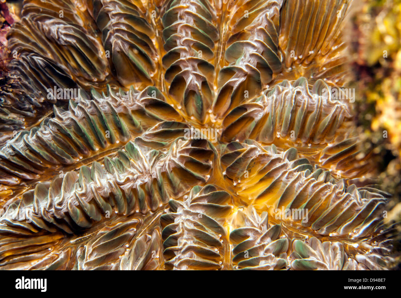 Coral reef underwater Maze coral Meandrina meandrites off the coast of ...
