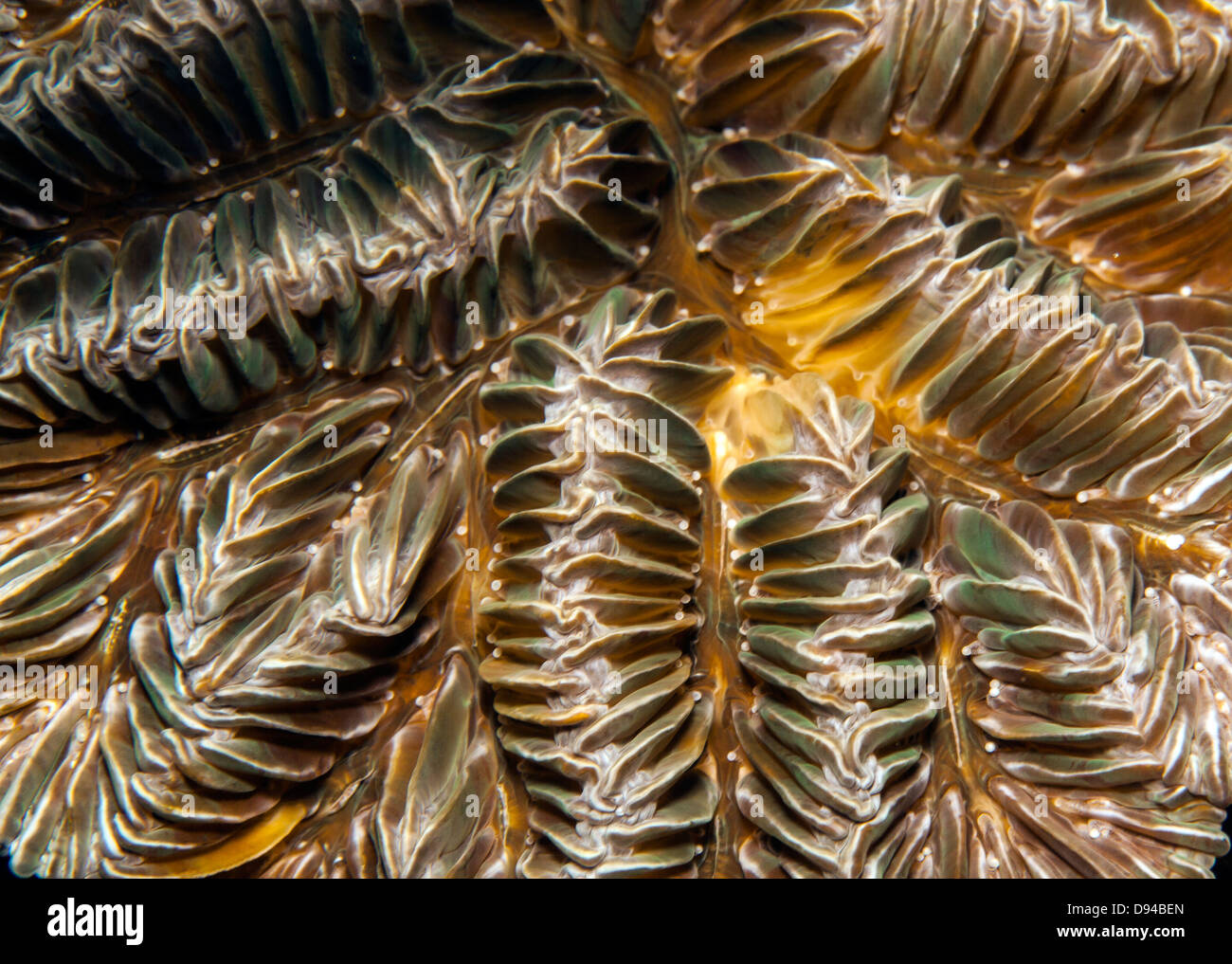 Coral reef underwater Maze coral Meandrina meandrites off the coast of ...