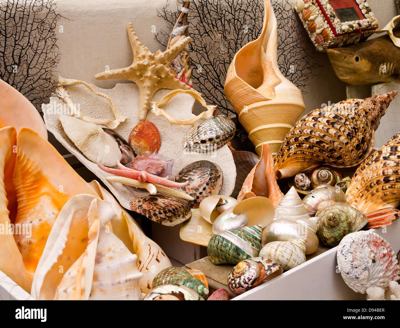 Shells on the beautiful Island of Mykonos in the Cyclades Islands ...