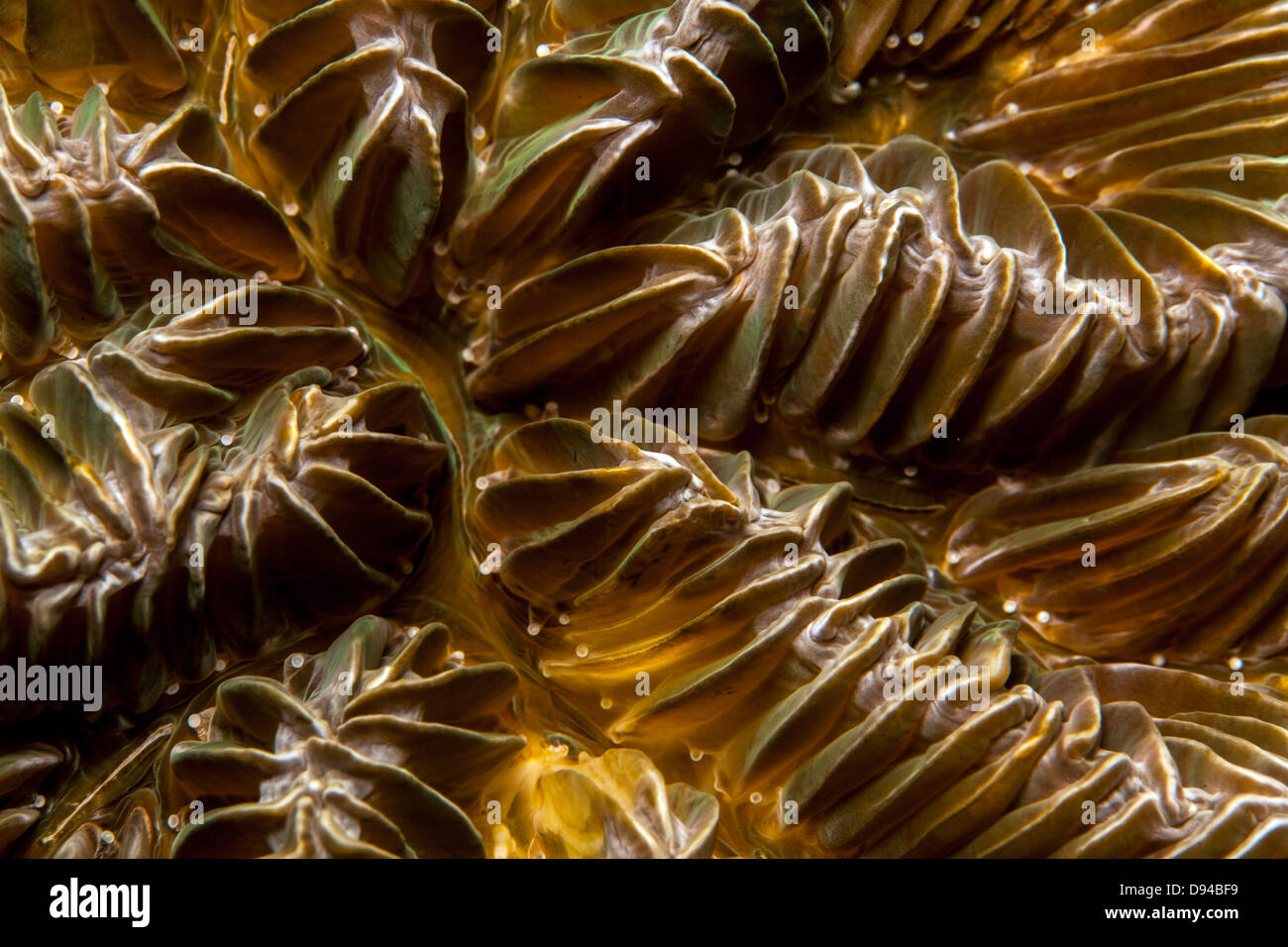 Coral reef underwater Maze coral Meandrina meandrites off the coast of ...