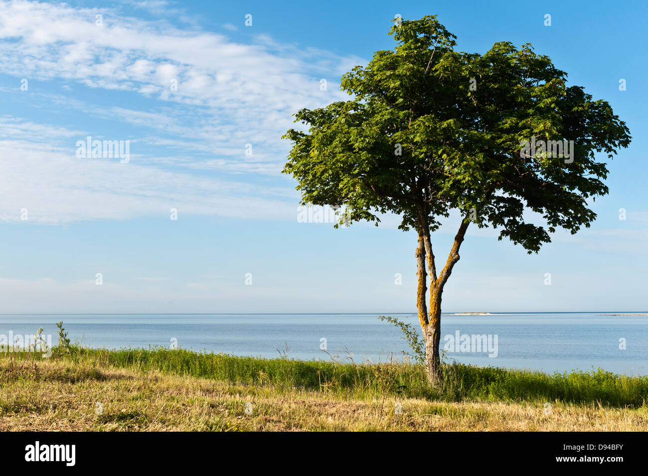 Tree by sea Stock Photo - Alamy