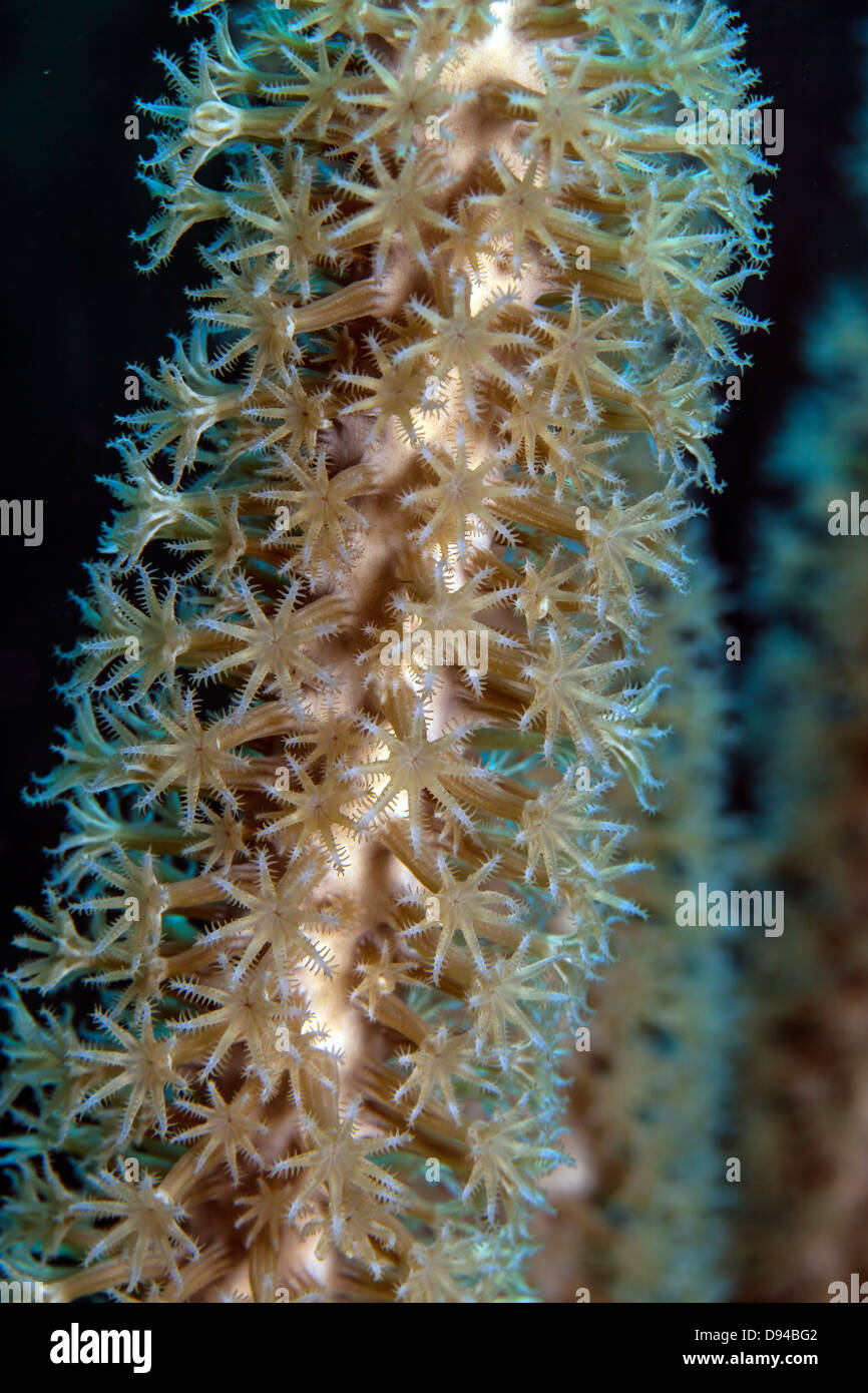 Plexaurella nutans, the giant slit-pore sea rod, is a tall species of ...