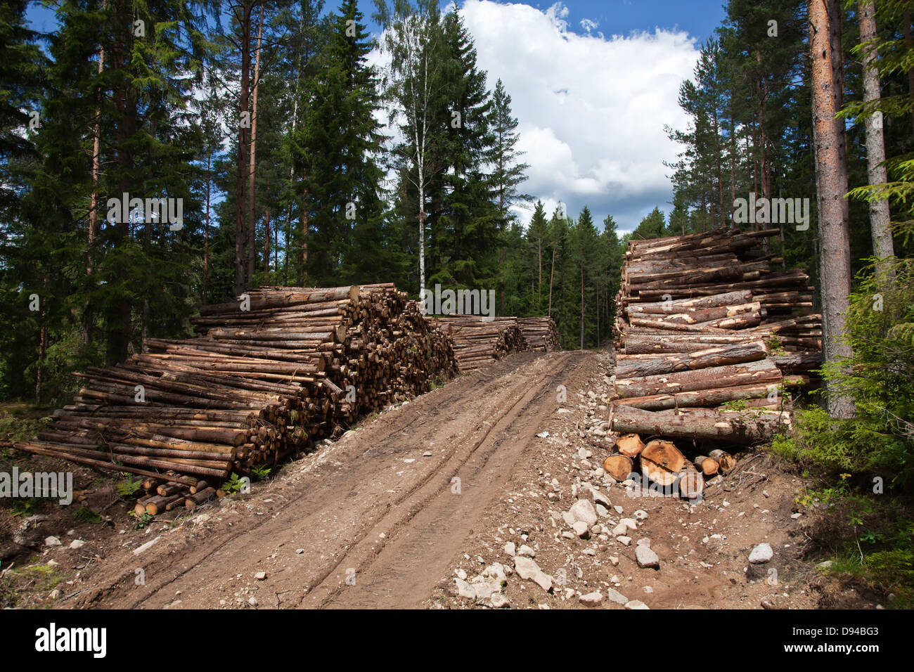 Logs in forest Stock Photo - Alamy