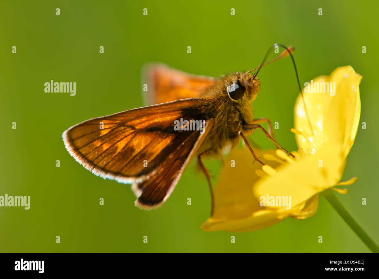 Butterfly on buttercup flower hi-res stock photography and images - Alamy