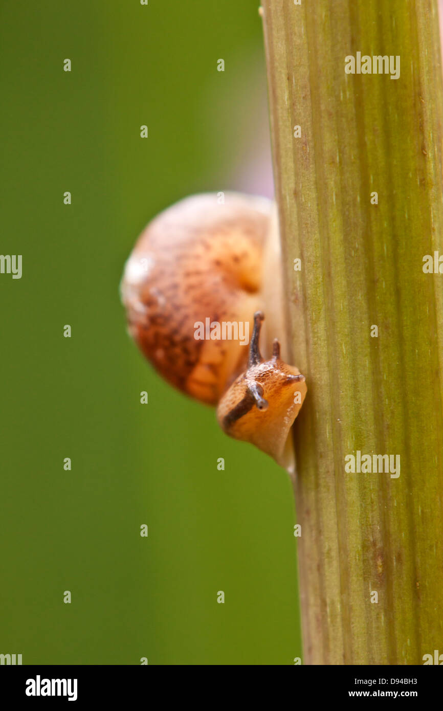 The upward stem hi-res stock photography and images - Alamy