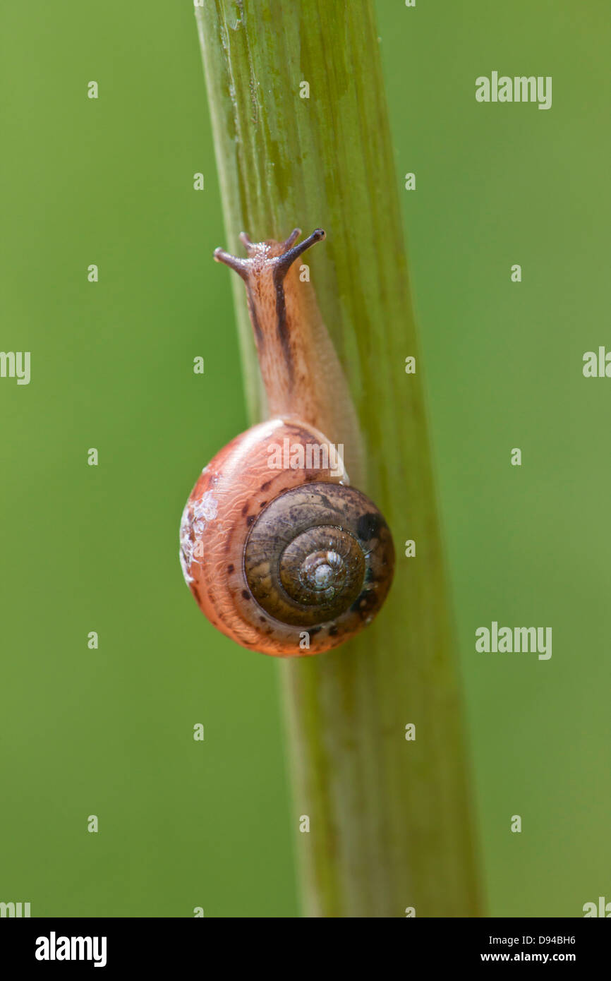 Snail climbing up stem Stock Photo - Alamy