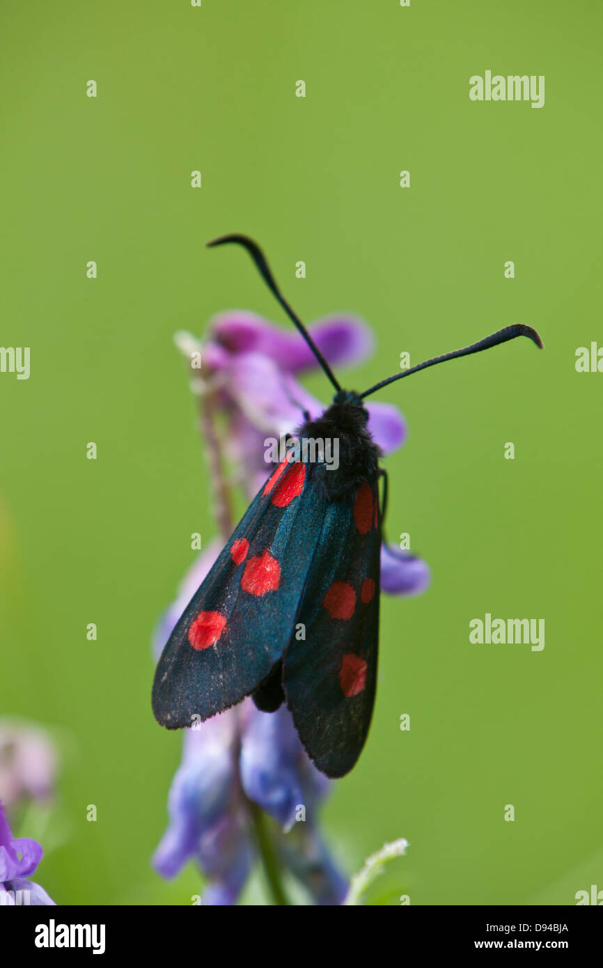 Red color insect hi-res stock photography and images - Alamy