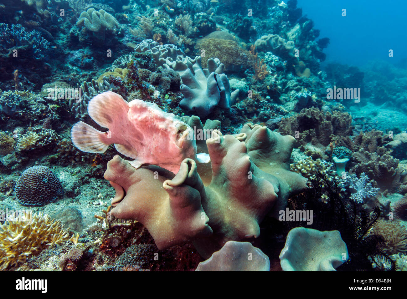 Frogfishes, family Antennariidae, are a type of anglerfish in the order ...