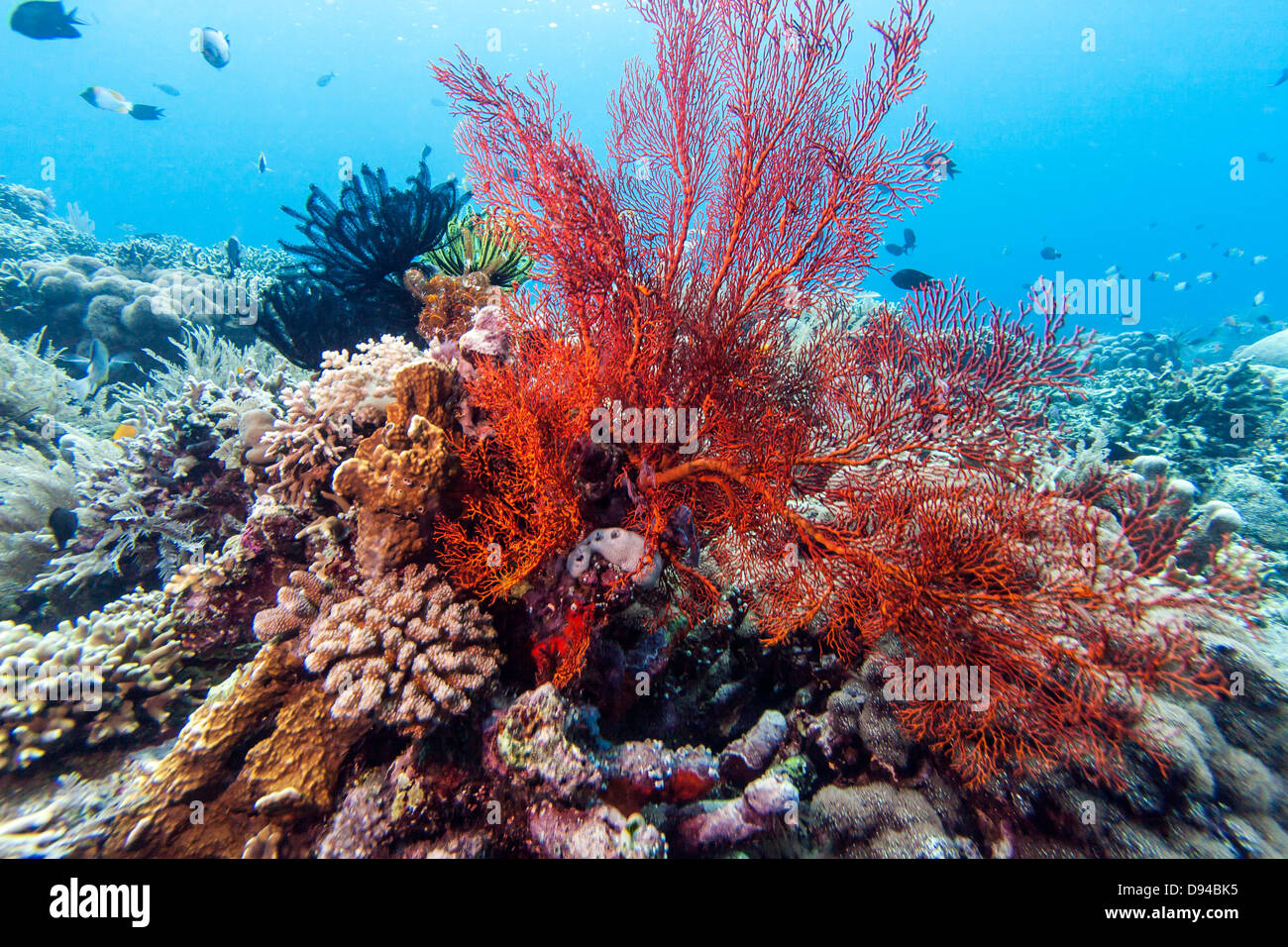 Melithaeidae is a family of corals in the suborder Scleraxonia. Members ...