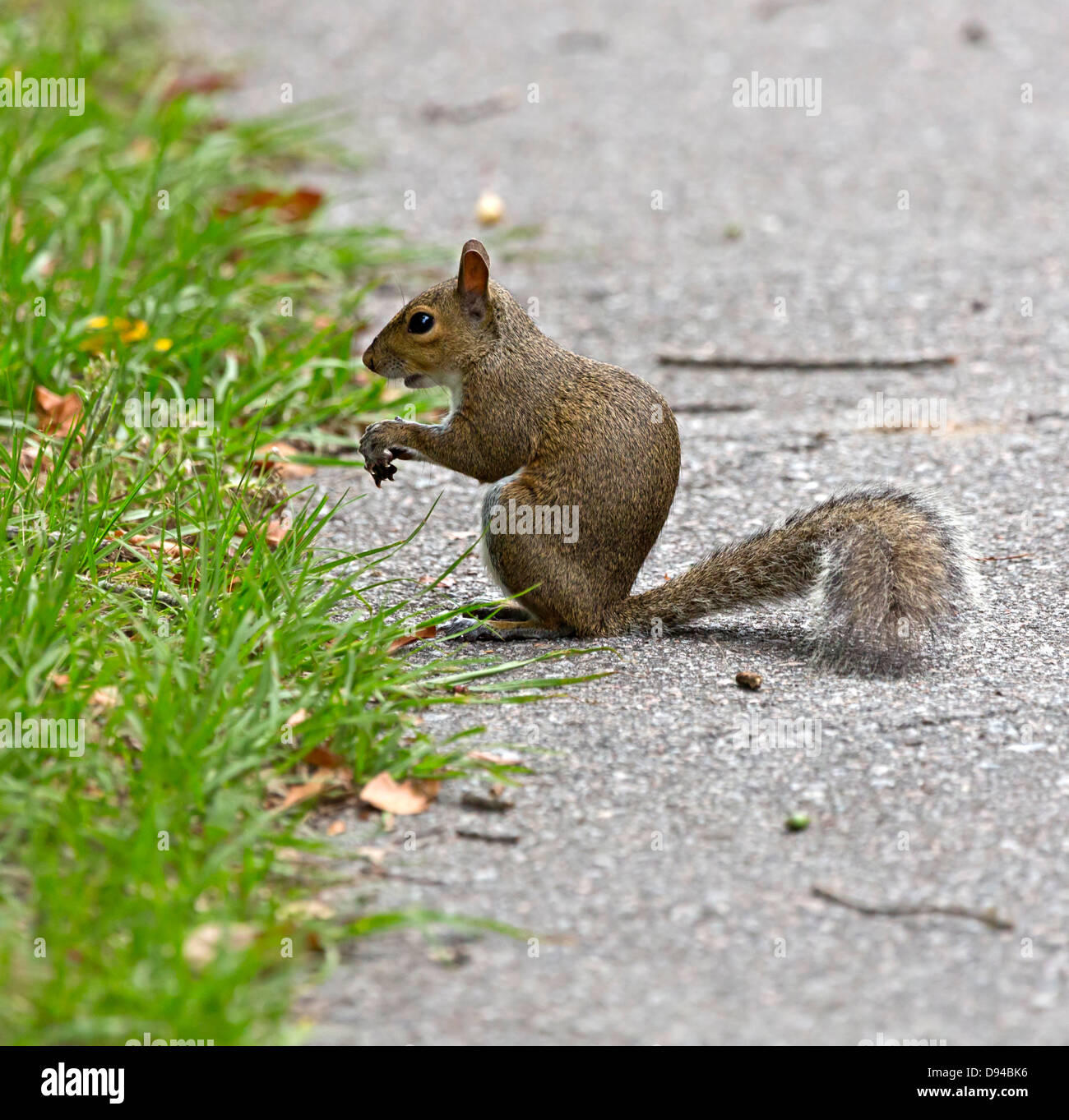 Eastern grey squirrel, Sciurus carolinensis Stock Photo - Alamy