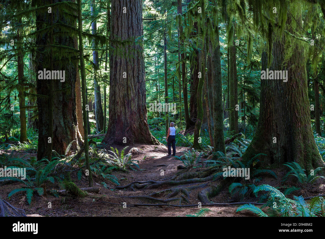 Person looking up on trees in forest Stock Photo - Alamy