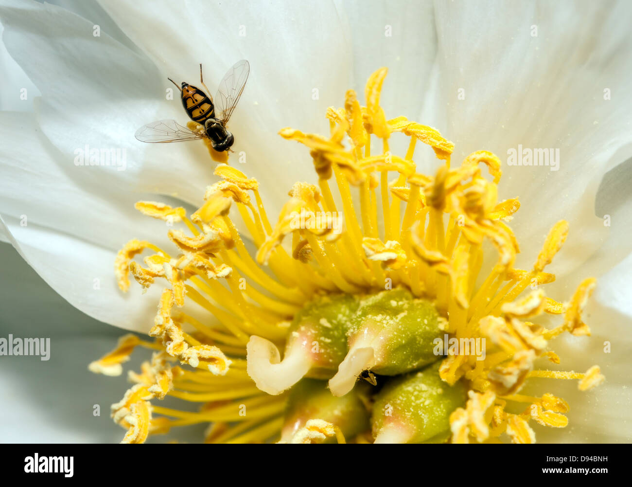 Family syrphidae hi-res stock photography and images - Alamy