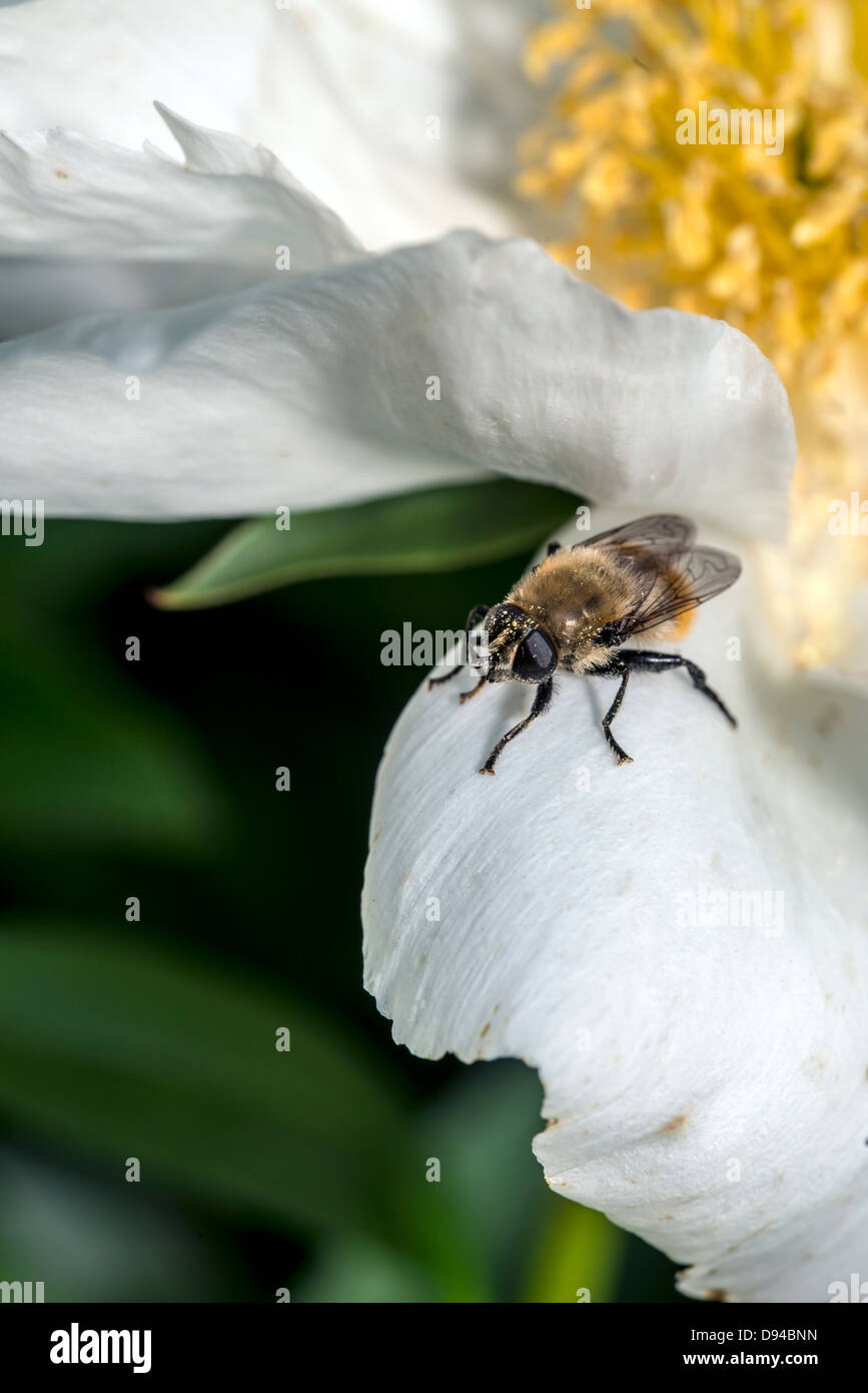 Family syrphidae hi-res stock photography and images - Alamy