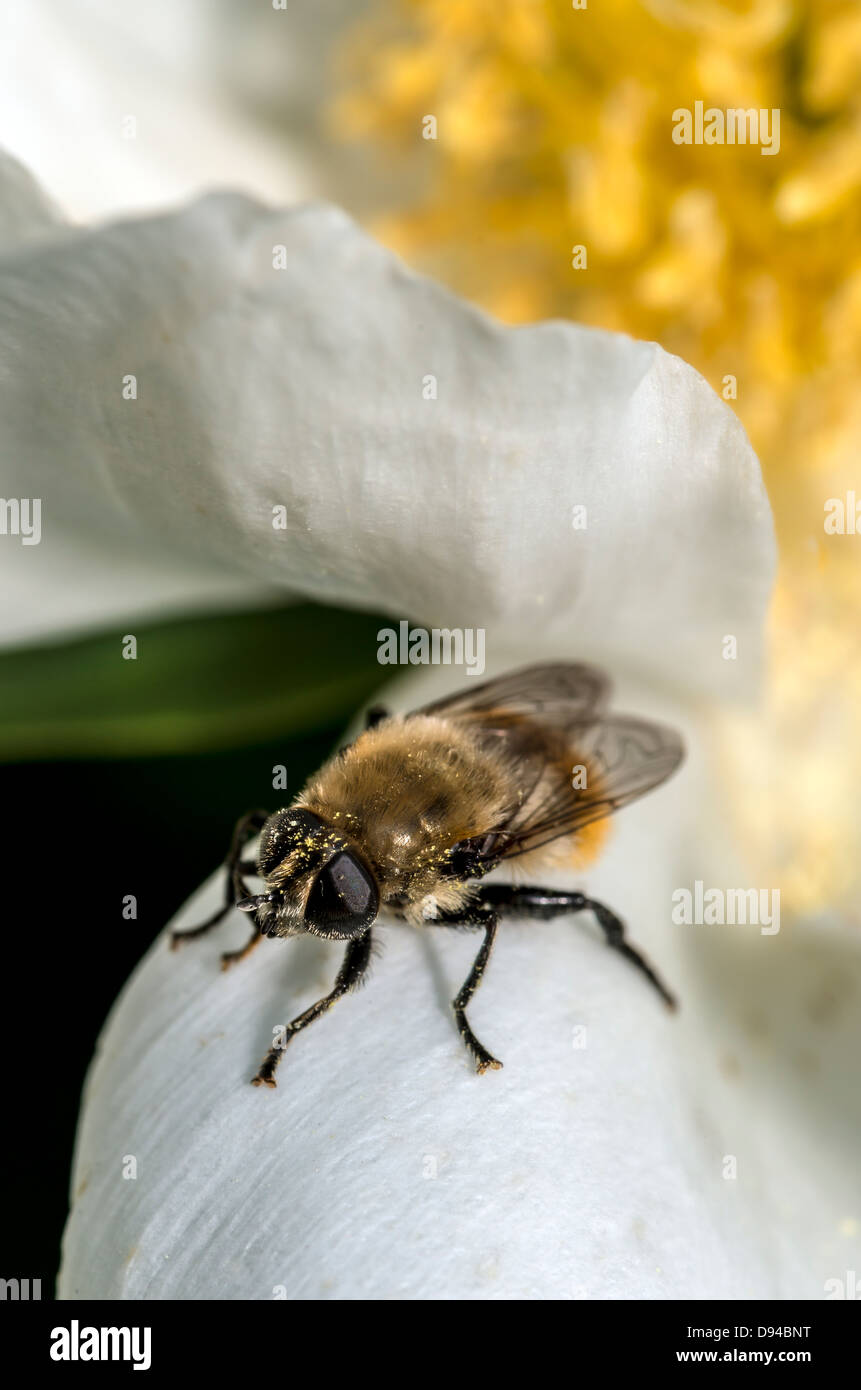 Family syrphidae hi-res stock photography and images - Alamy