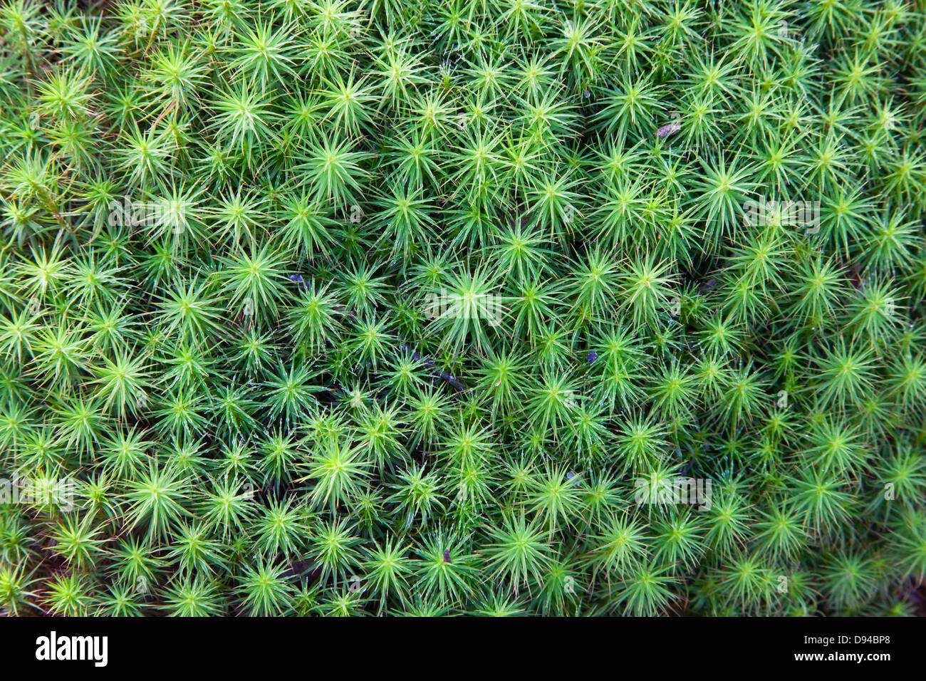 Common Hair Moss, close-up Stock Photo - Alamy