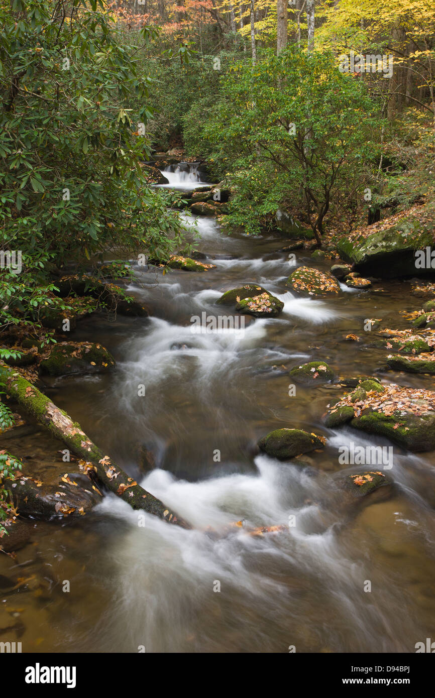 Small river in forest Stock Photo - Alamy