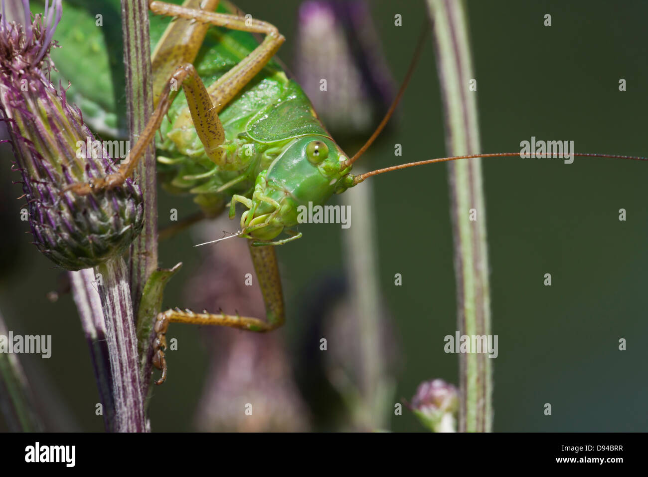 Cricket up close hi-res stock photography and images - Alamy