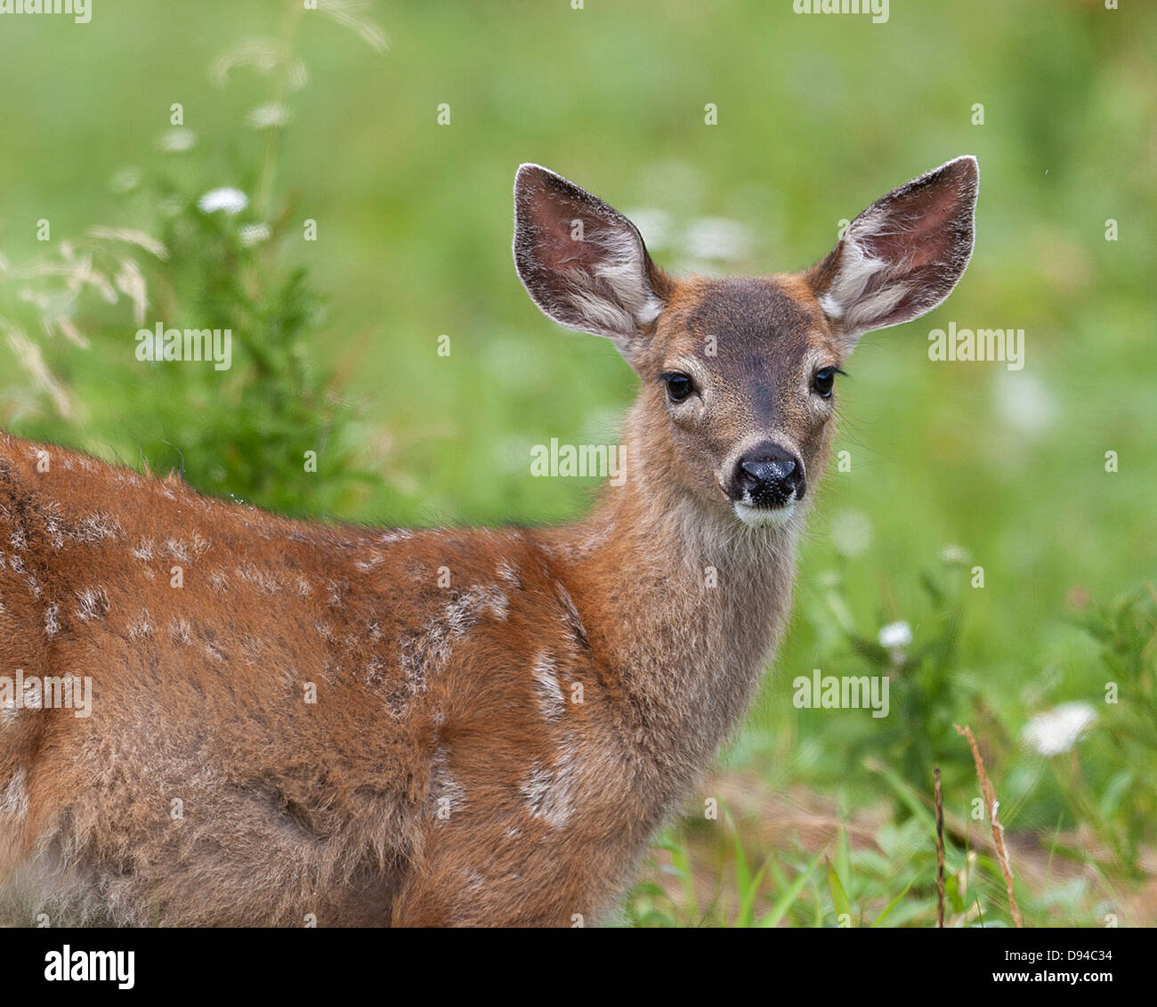 Deer muzzle hi-res stock photography and images - Alamy