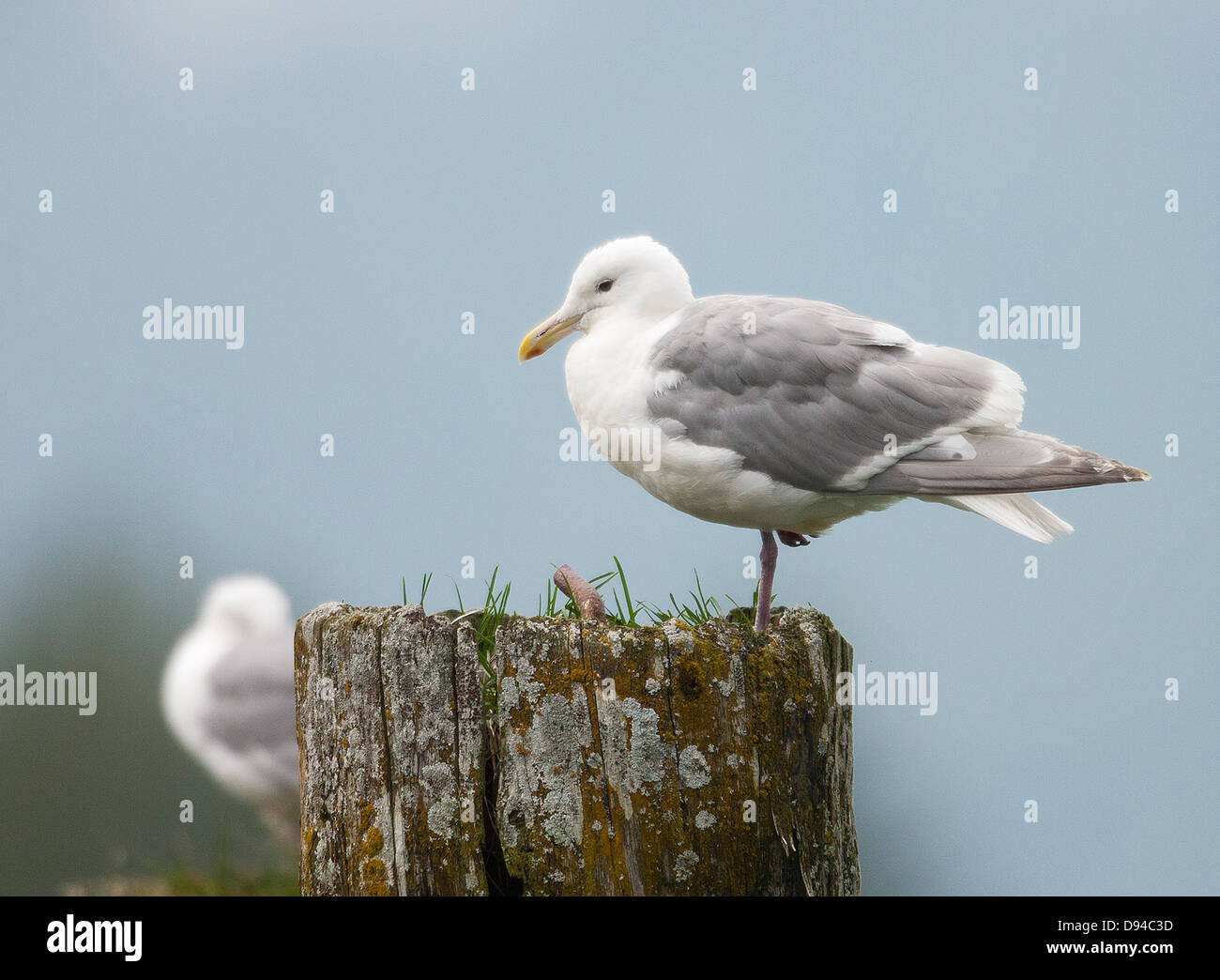 Seagull side view hi-res stock photography and images - Alamy