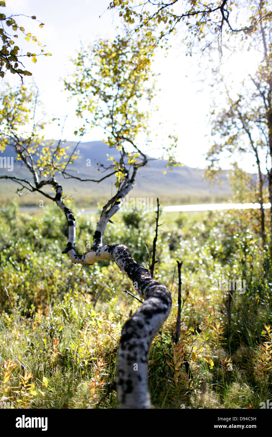 Mountain birch hi-res stock photography and images - Alamy