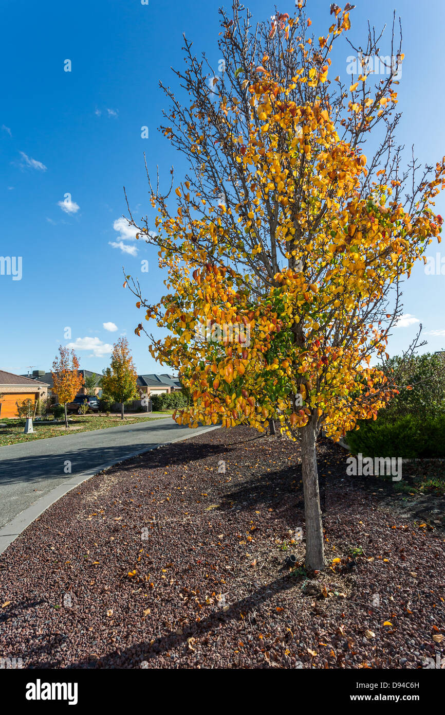 Autumn fallen leave leaves tree trees bright winter day outdoor hi-res ...