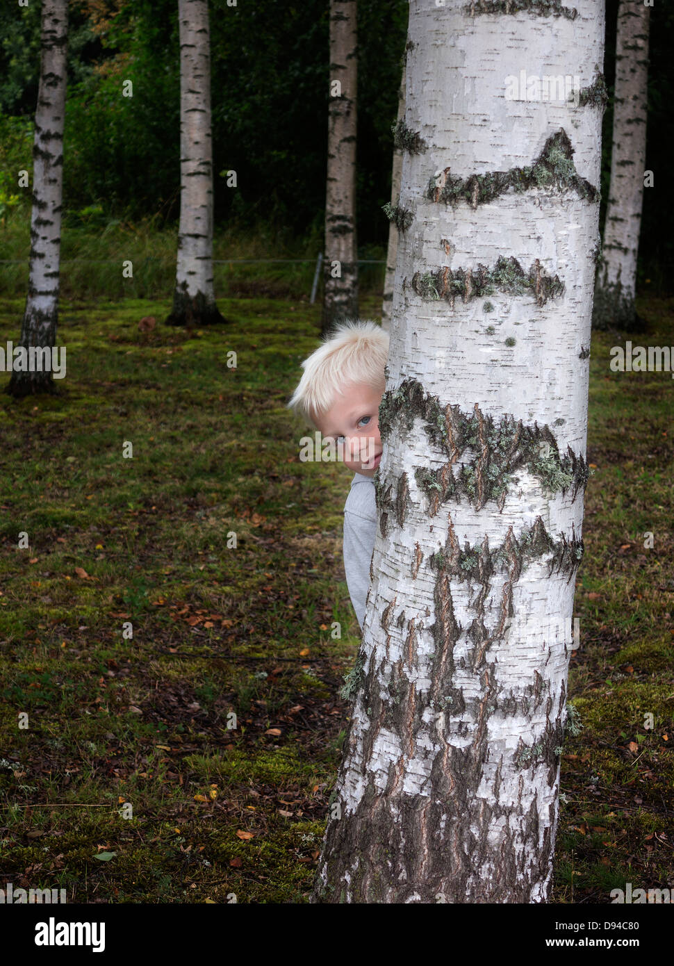 Boy hiding behind birch tree Stock Photo - Alamy
