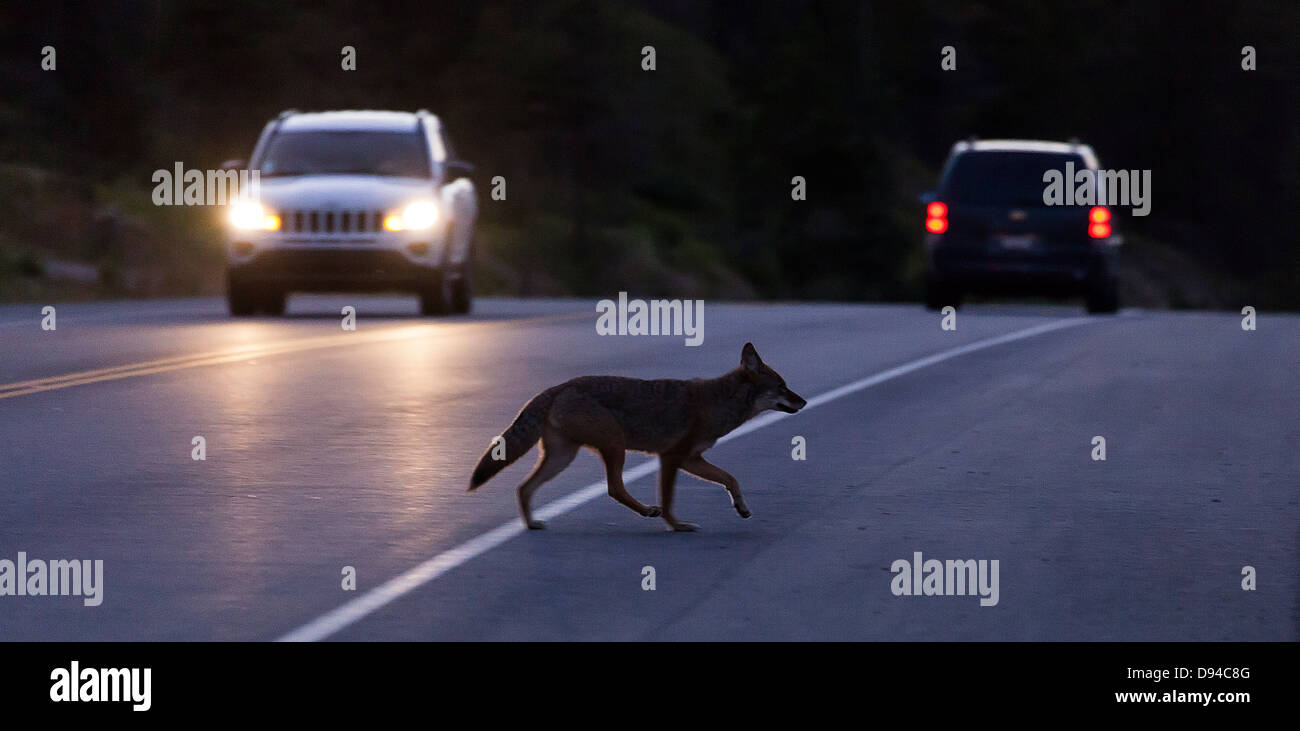 Coyote crossing road at dusk Stock Photo - Alamy