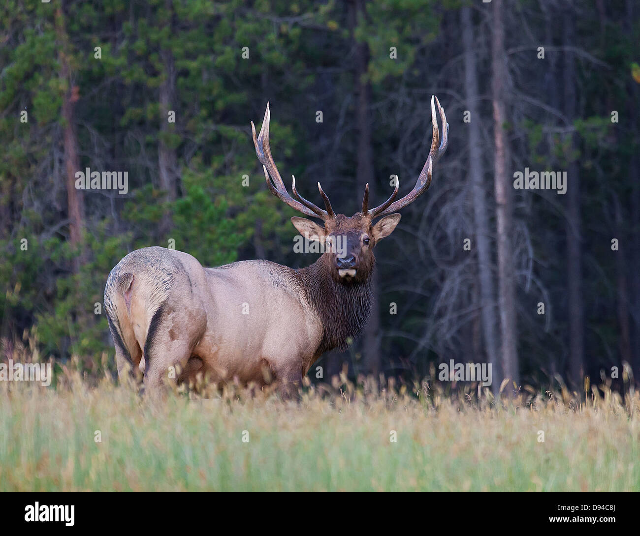 Male red bull on meadow Stock Photo - Alamy