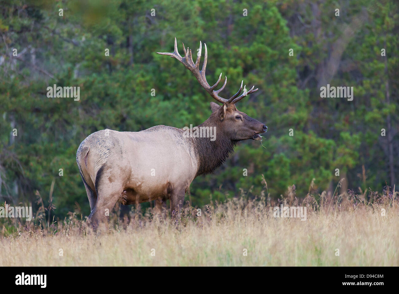 Red bull north america hi-res stock photography and images - Alamy