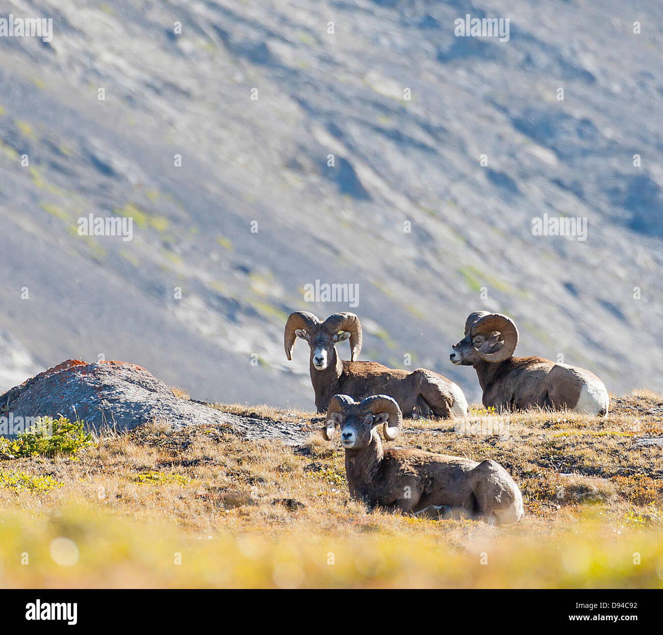 Image bighorn sheep hi-res stock photography and images - Alamy