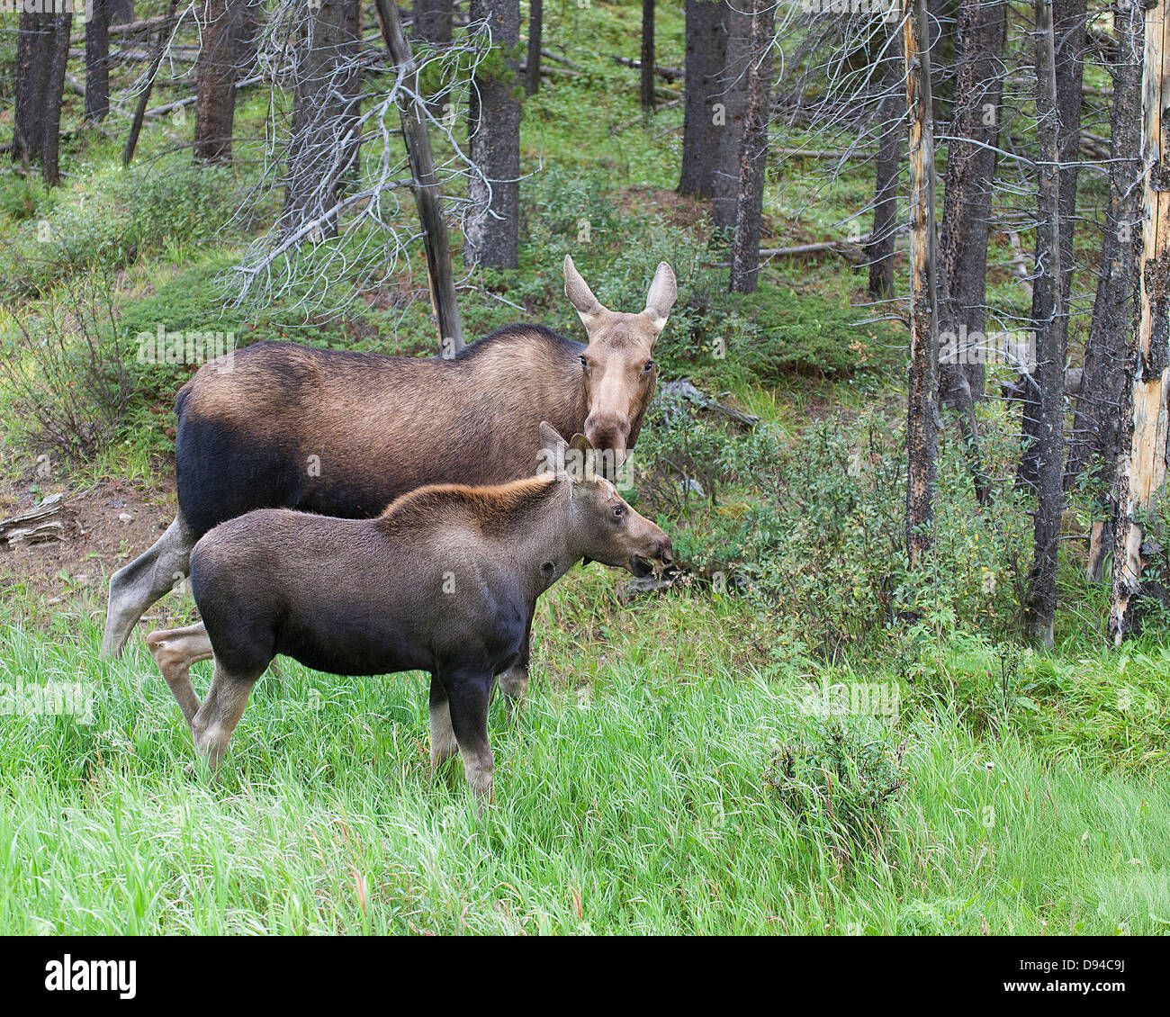 Female moose hi-res stock photography and images - Alamy