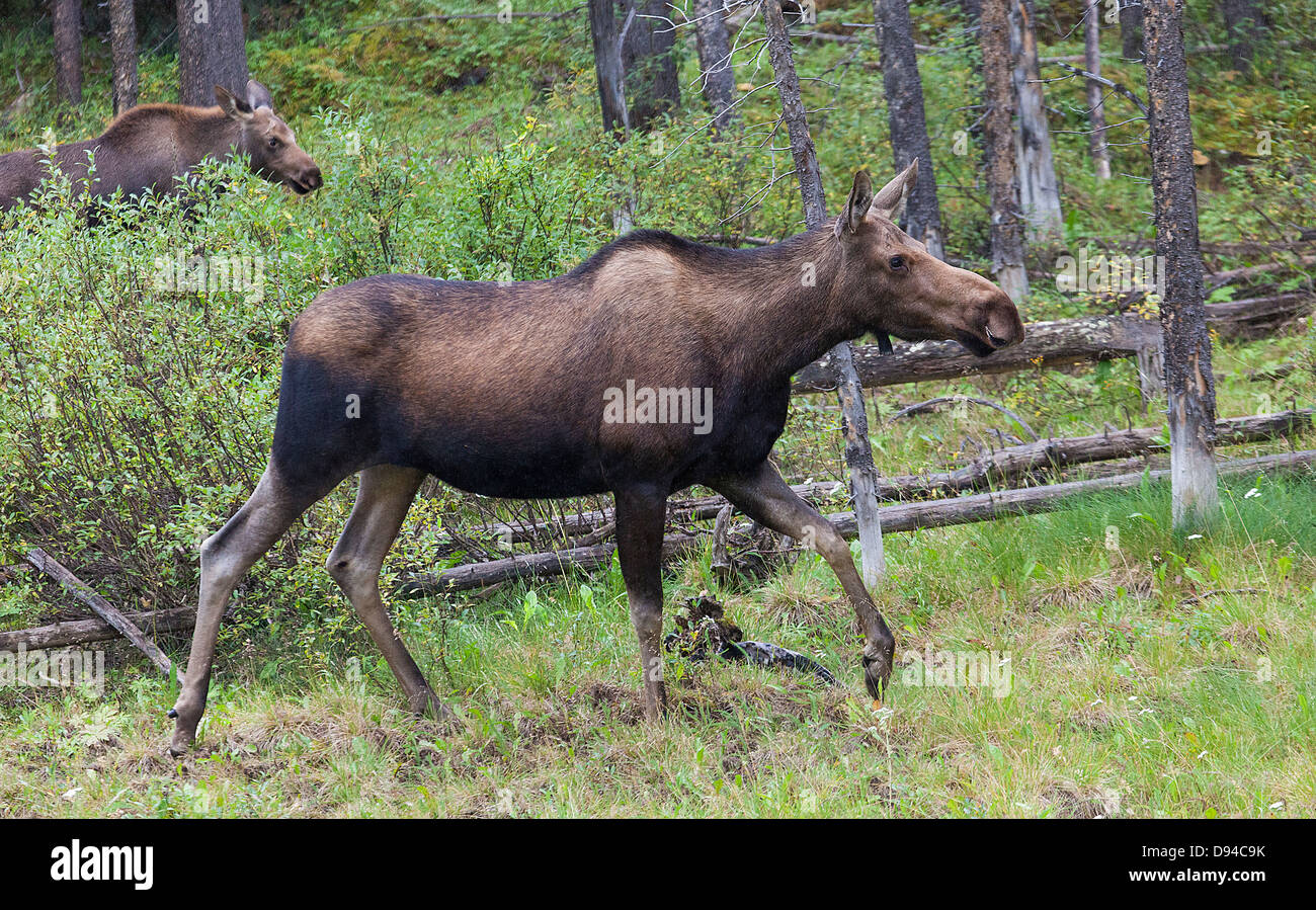 Female moose hi-res stock photography and images - Alamy