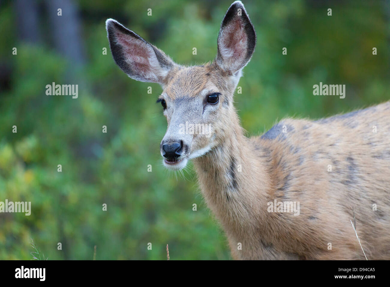 Portrait of deer Stock Photo - Alamy