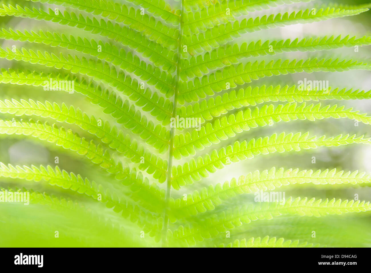 Fern leaves detail hi-res stock photography and images - Alamy