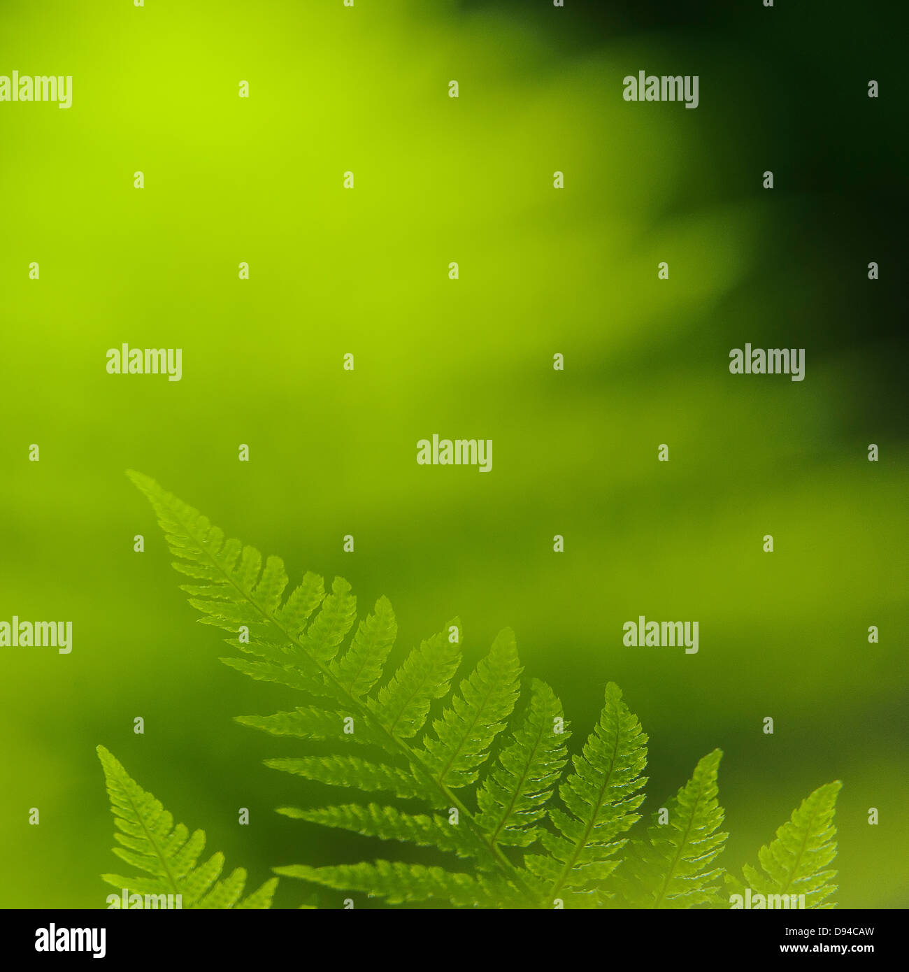 Detail of fern leaves Stock Photo - Alamy