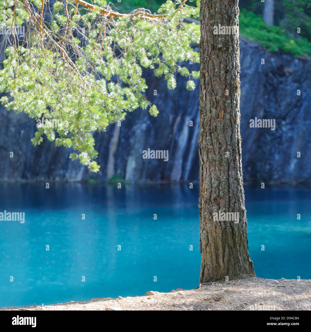 Pine tree by lake Stock Photo - Alamy