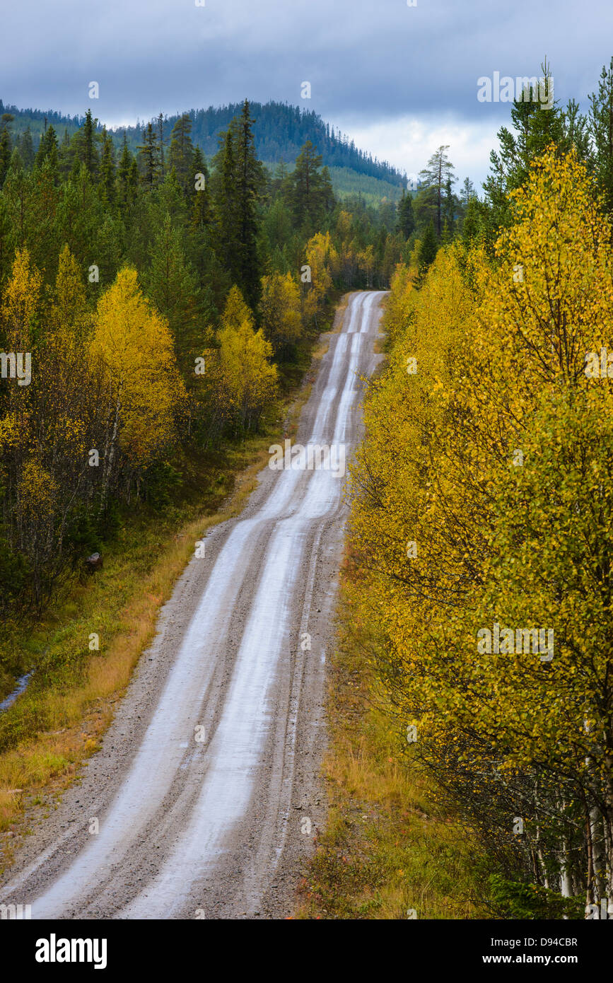 Dirt road through forest Stock Photo - Alamy