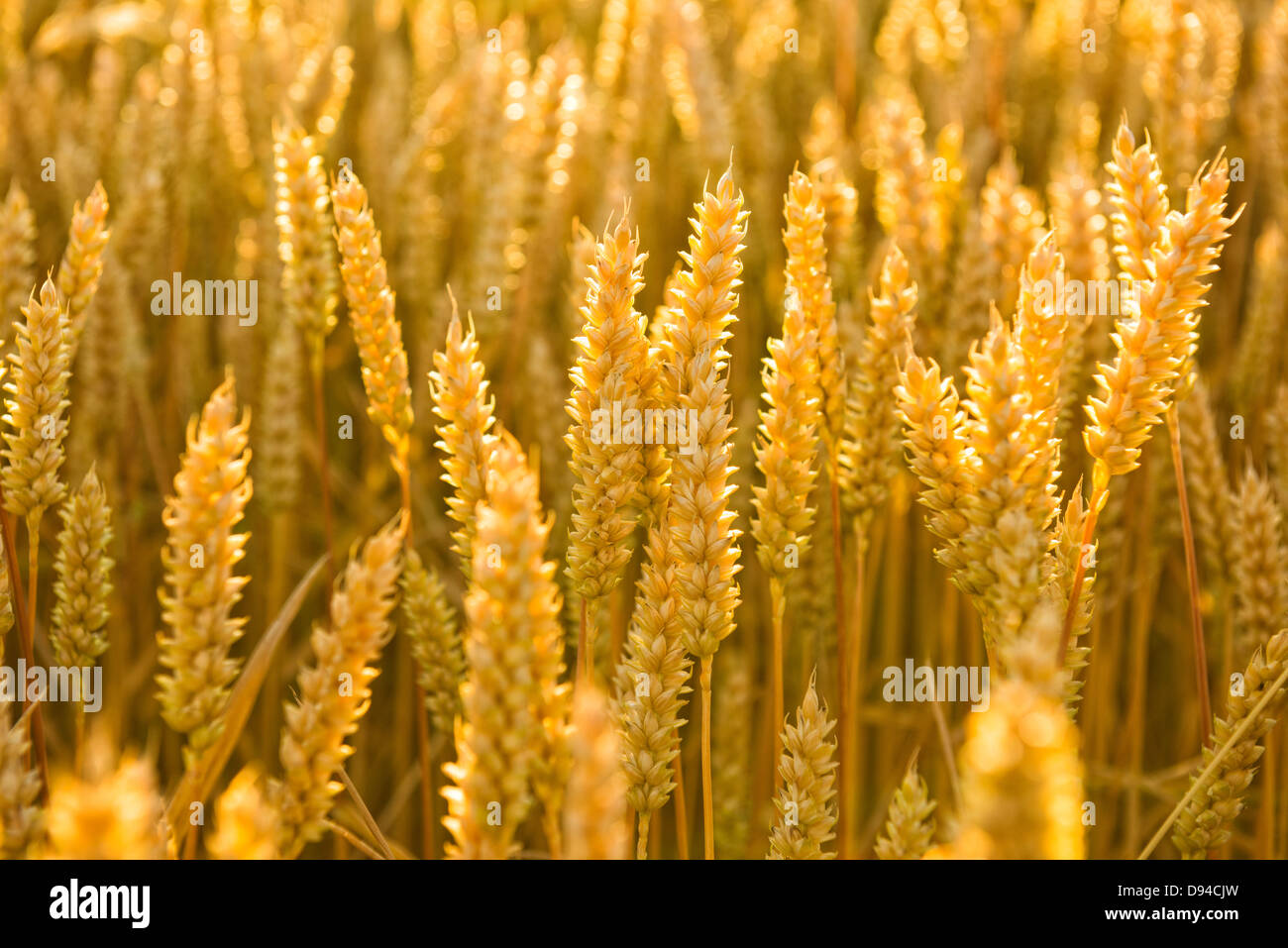 Wheat field, close-up Stock Photo - Alamy