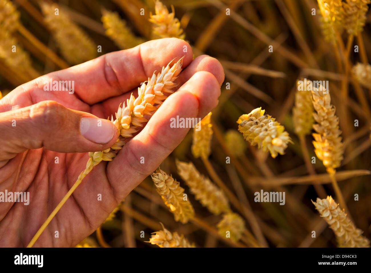 Hand holding plants hi-res stock photography and images - Alamy